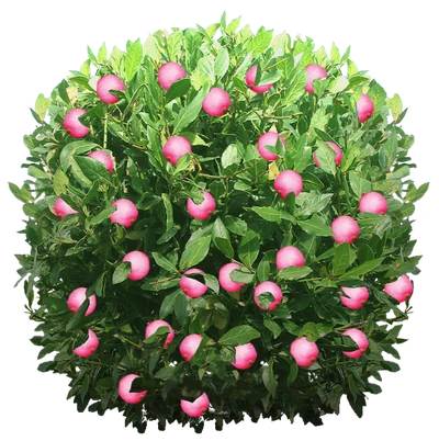 SCP-324 | Fundação SCP Global Wiki | Fandom