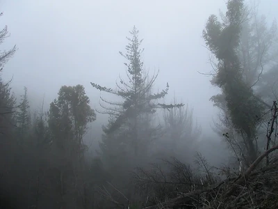 SCP-416 | Fundação SCP Global Wiki | Fandom