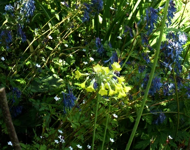 SCP-046 | Fundação SCP Global Wiki | Fandom