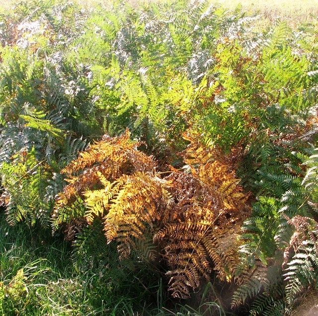 SCP-046 | Fundação SCP Global Wiki | Fandom