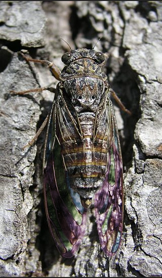 SCP-3004 | Fundação SCP Global Wiki | Fandom