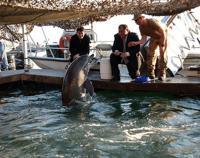 SCP-3932 | Fundação SCP Global Wiki | Fandom