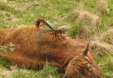 SCP-772 | Fundação SCP Global Wiki | Fandom