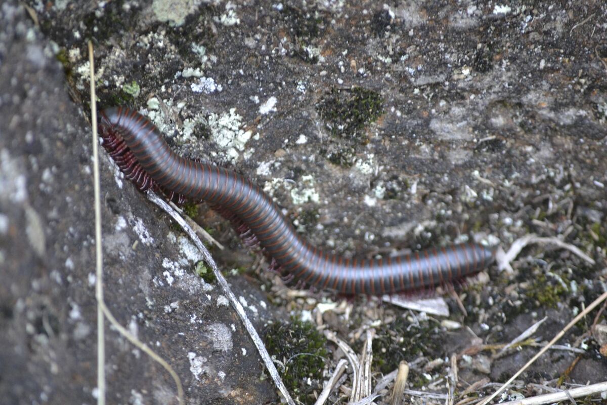 SCP-006-J | Wiki Fundação SCP | Fandom