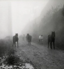 SCP-1556 | Wiki Fundação SCP | Fandom