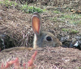 SCP-2036 | Wiki Fundação SCP | Fandom