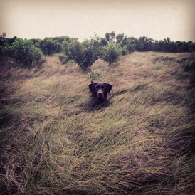 SCP-1652 | Wiki Fundação SCP | Fandom