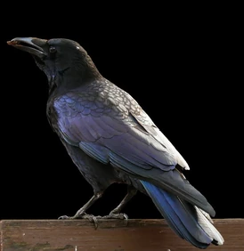 SCP-1505 | Wiki Fundação SCP | Fandom