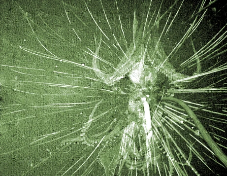 SCP-252 | Wiki Fundação SCP | Fandom