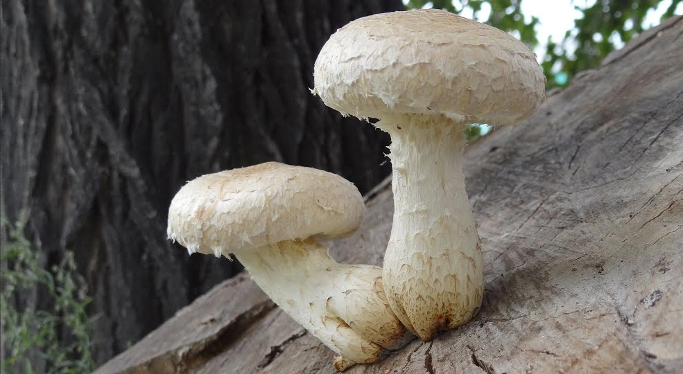 SCP-1077 | Wiki Fundação SCP | Fandom