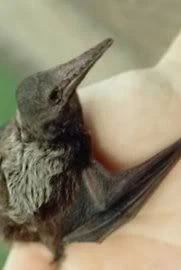 SCP-346 | Wiki Fundação SCP | Fandom