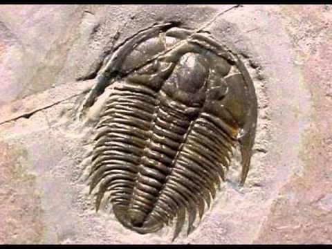 SCP-477 | Wiki Fundação SCP | Fandom