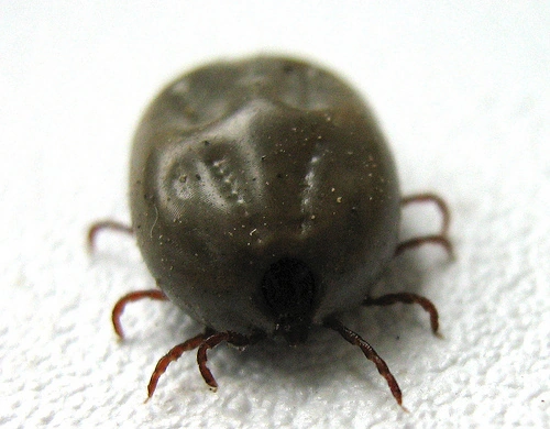 SCP-1655 | Wiki Fundação SCP | Fandom