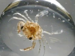 SCP-236 | Wiki Fundação SCP | Fandom