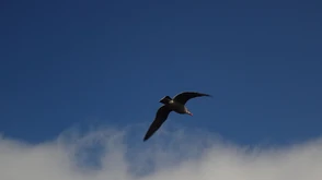 SCP-1387 | Wiki Fundação SCP | Fandom