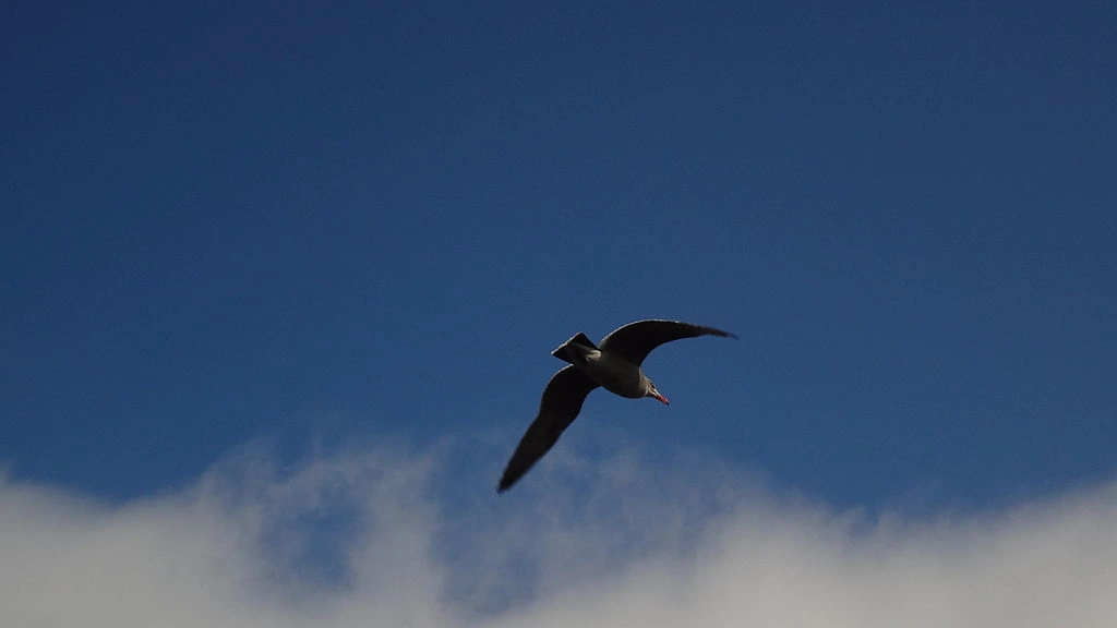 SCP-1387 | Wiki Fundação SCP | Fandom