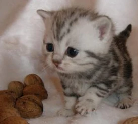 SCP-2558-J | Wiki Fundação SCP | Fandom