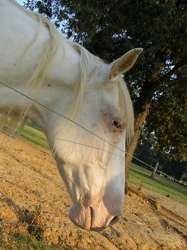 SCP-042 | Wiki Fundação SCP | Fandom