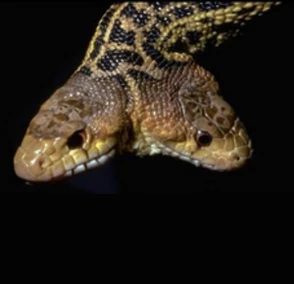 SCP-1645 | Wiki Fundação SCP | Fandom