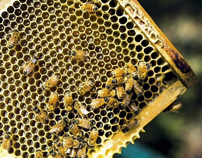 SCP-883 | Wiki Fundação SCP | Fandom