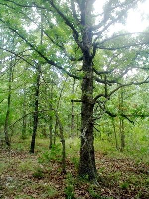 SCP-060 | Wiki Fundação SCP | Fandom