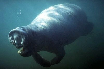 SCP-1813 | Wiki Fundação SCP | Fandom