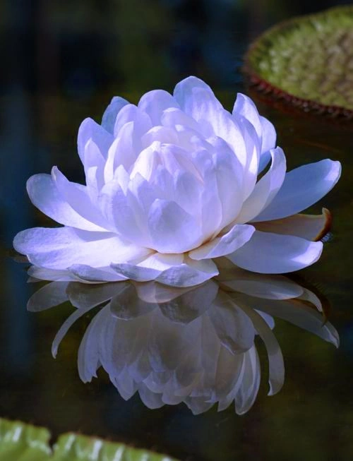 SCP-011-PT | Wiki Fundação SCP | Fandom