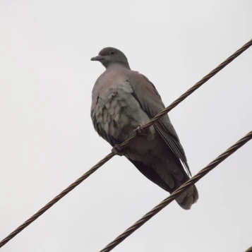 SCP-032-PT | Wiki Fundação SCP | Fandom