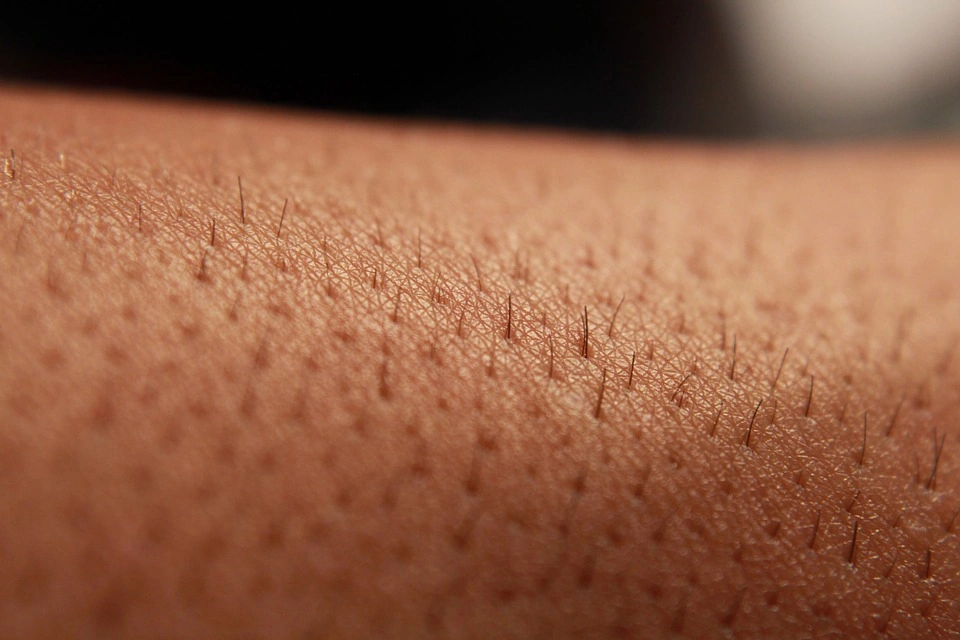 SCP-1636 | Wiki Fundação SCP | Fandom