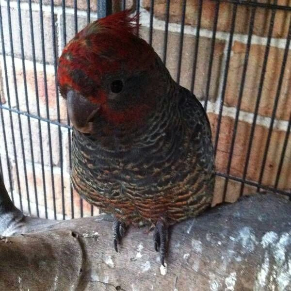 SCP-1192 | Wiki Fundação SCP | Fandom