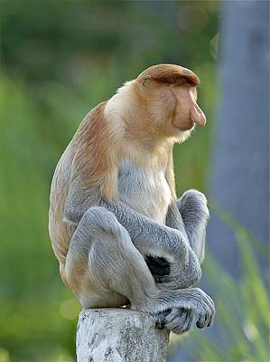 SCP-039 | Wiki Fundação SCP | Fandom