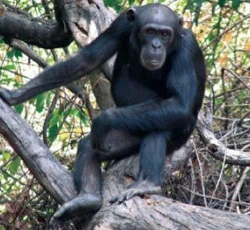 SCP-397 | Wiki Fundação SCP | Fandom