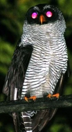 SCP-1049 | Wiki Fundação SCP | Fandom