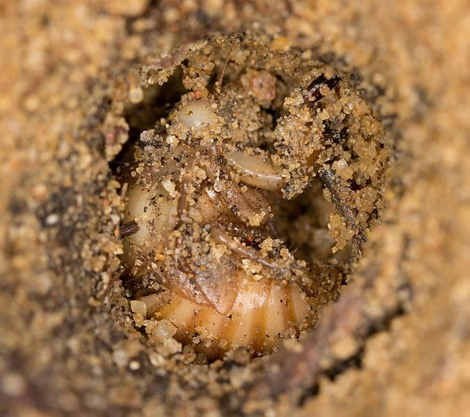 SCP-1186 | Wiki Fundação SCP | Fandom