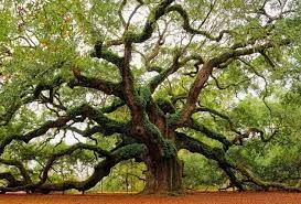 SCP-1580 | Wiki Fundação SCP | Fandom