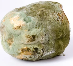 SCP-1615 | Wiki Fundação SCP | Fandom