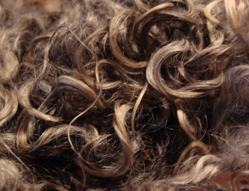 SCP-337 | Wiki Fundação SCP | Fandom