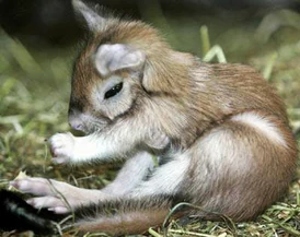 SCP-1515 | Wiki Fundação SCP | Fandom