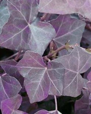 SCP-307 | Wiki Fundação SCP | Fandom