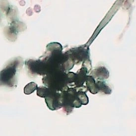 SCP-2009 | Wiki Fundação SCP | Fandom