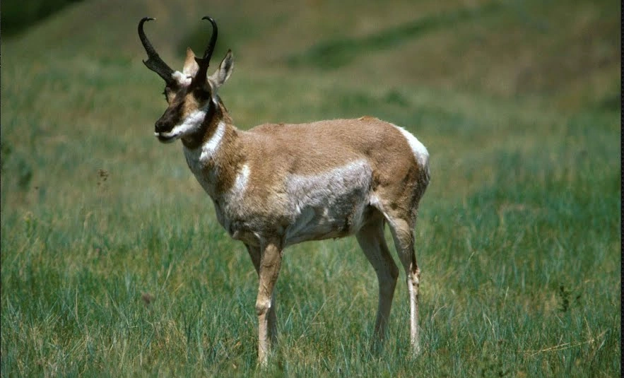 SCP-1267 | Wiki Fundação SCP | Fandom