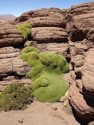 SCP-672 | Wiki Fundação SCP | Fandom