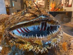 SCP-955 | Wiki Fundação SCP | Fandom