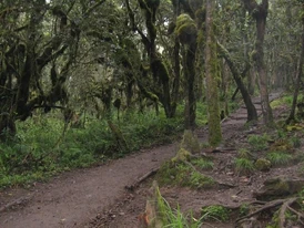 SCP-778 | Wiki Fundação SCP | Fandom