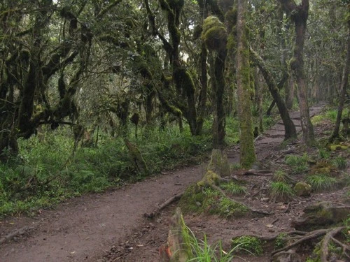 SCP-778 | Wiki Fundação SCP | Fandom