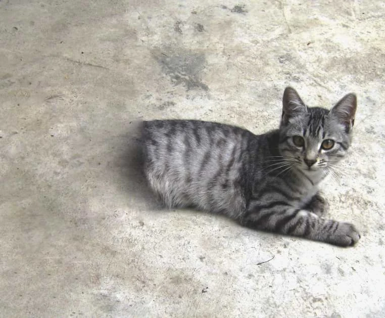 SCP-529 | Wiki Fundação SCP | Fandom