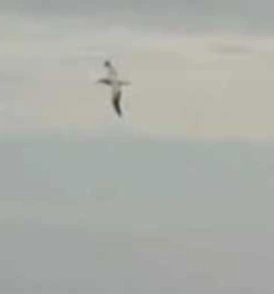 SCP-1560 | Wiki Fundação SCP | Fandom