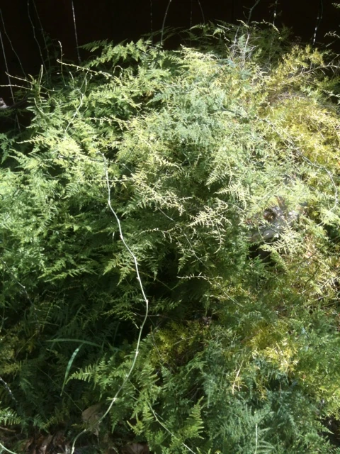 SCP-046 | Wiki Fundação SCP | Fandom