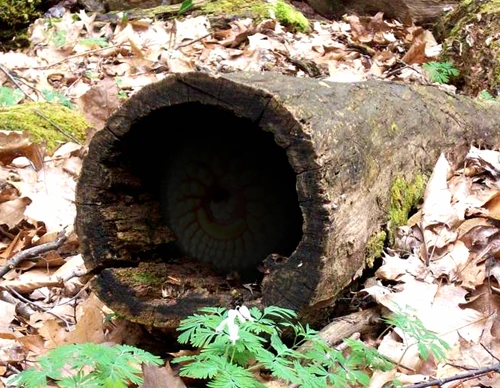 SCP-688 | Wiki Fundação SCP | Fandom