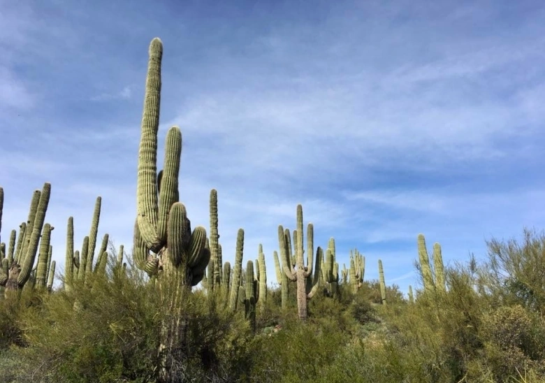 SCP-1478 | Wiki Fundação SCP | Fandom